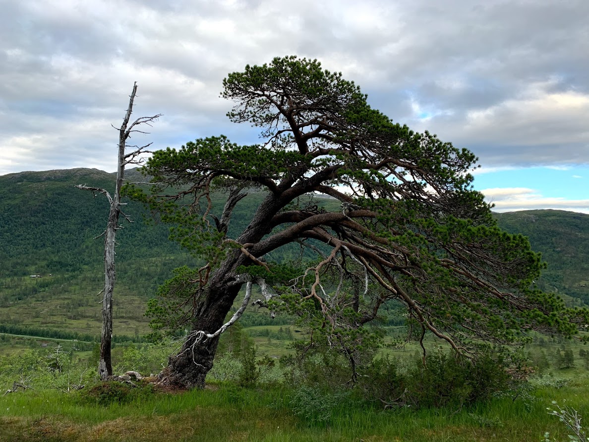 WHEN GREAT TREES FALL – LIVSLANGS